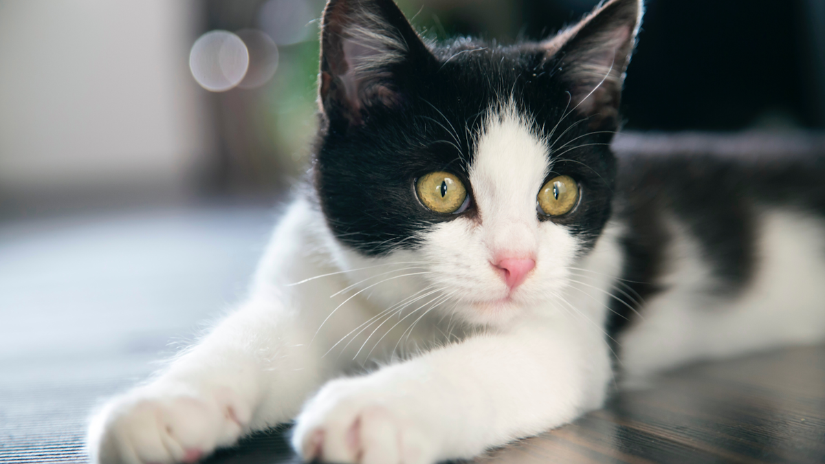 SofistiCAT 2023. Expoziția de pisici revine în weekend la Sala Palatului