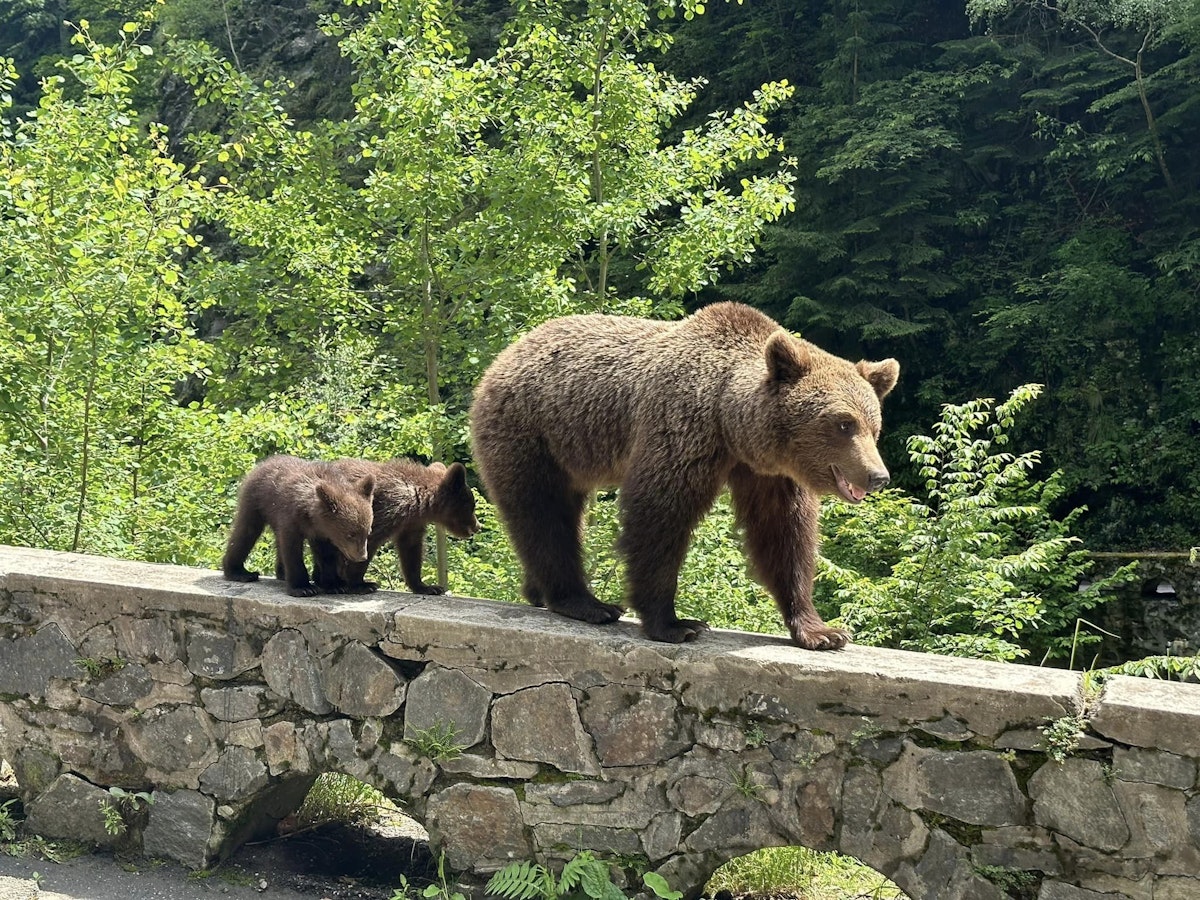 euronews.ro: Știri de ultimă oră, breaking news, #AllViews