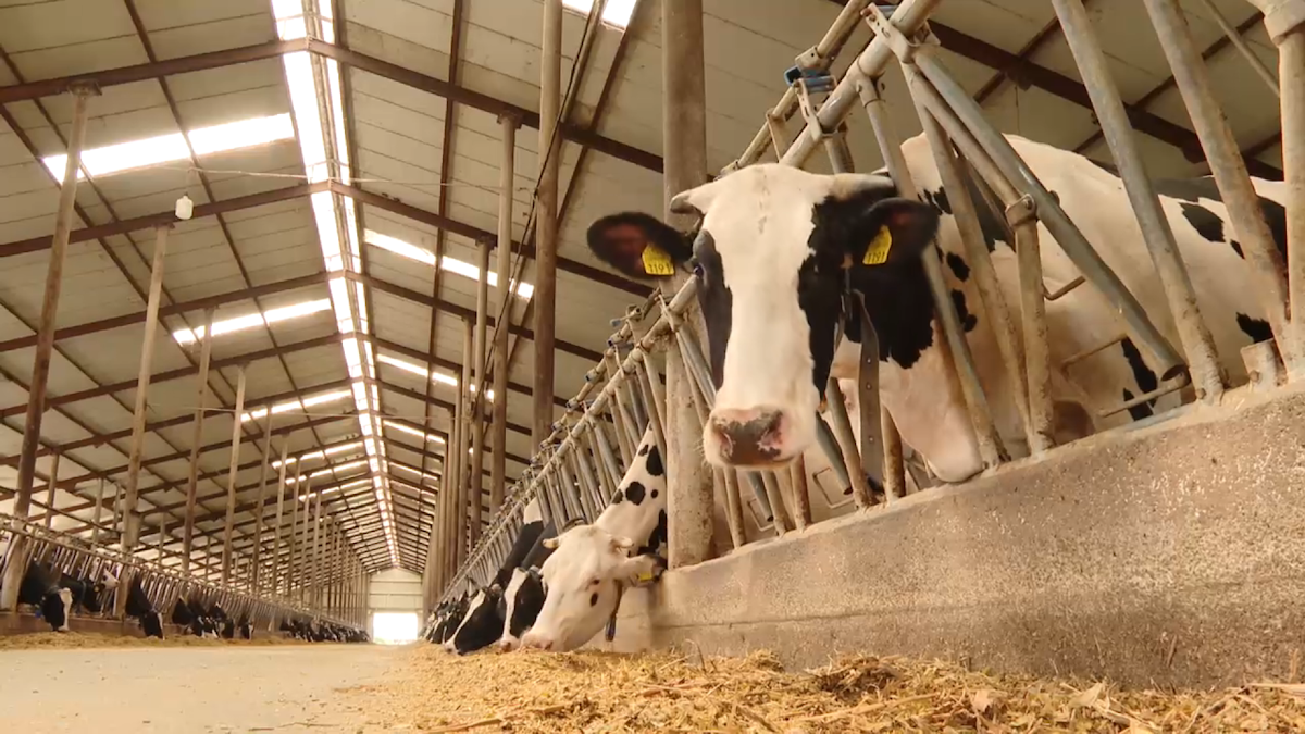 euronews.ro: Știri de ultimă oră, breaking news, #AllViews