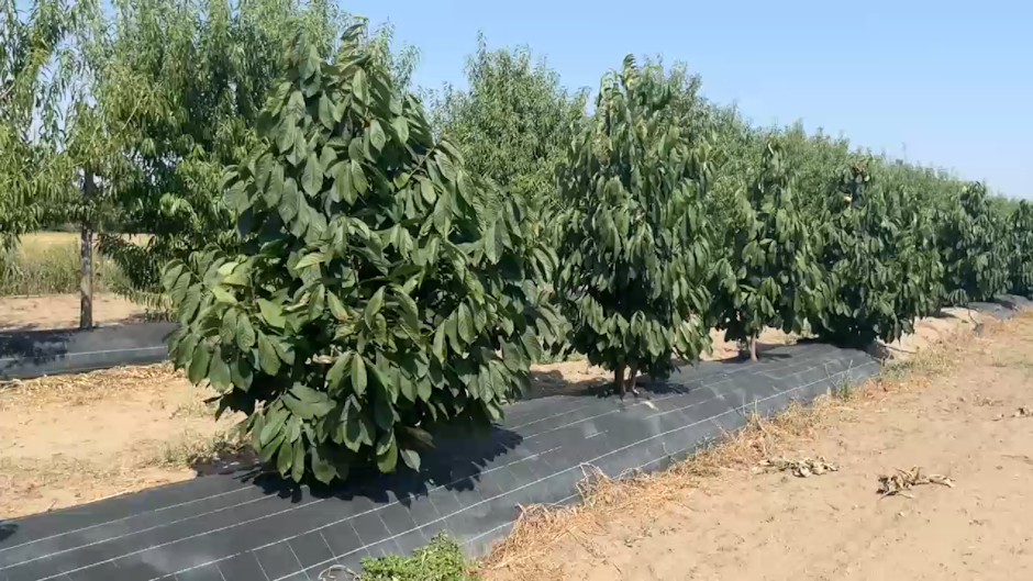 Noi specii de fructe și legume în România: curmalul chinezesc, banana ...