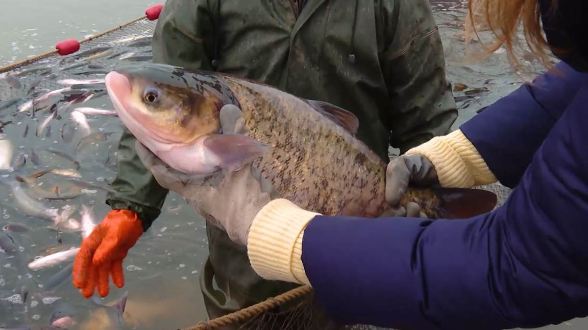 euronews.ro: Știri de ultimă oră, breaking news, #AllViews