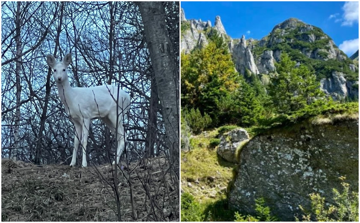 euronews.ro: Știri de ultimă oră, breaking news, #AllViews