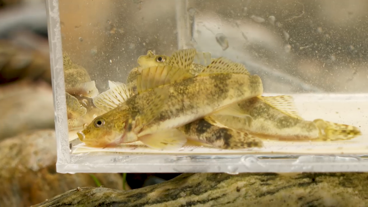 euronews.ro: Știri de ultimă oră, breaking news, #AllViews