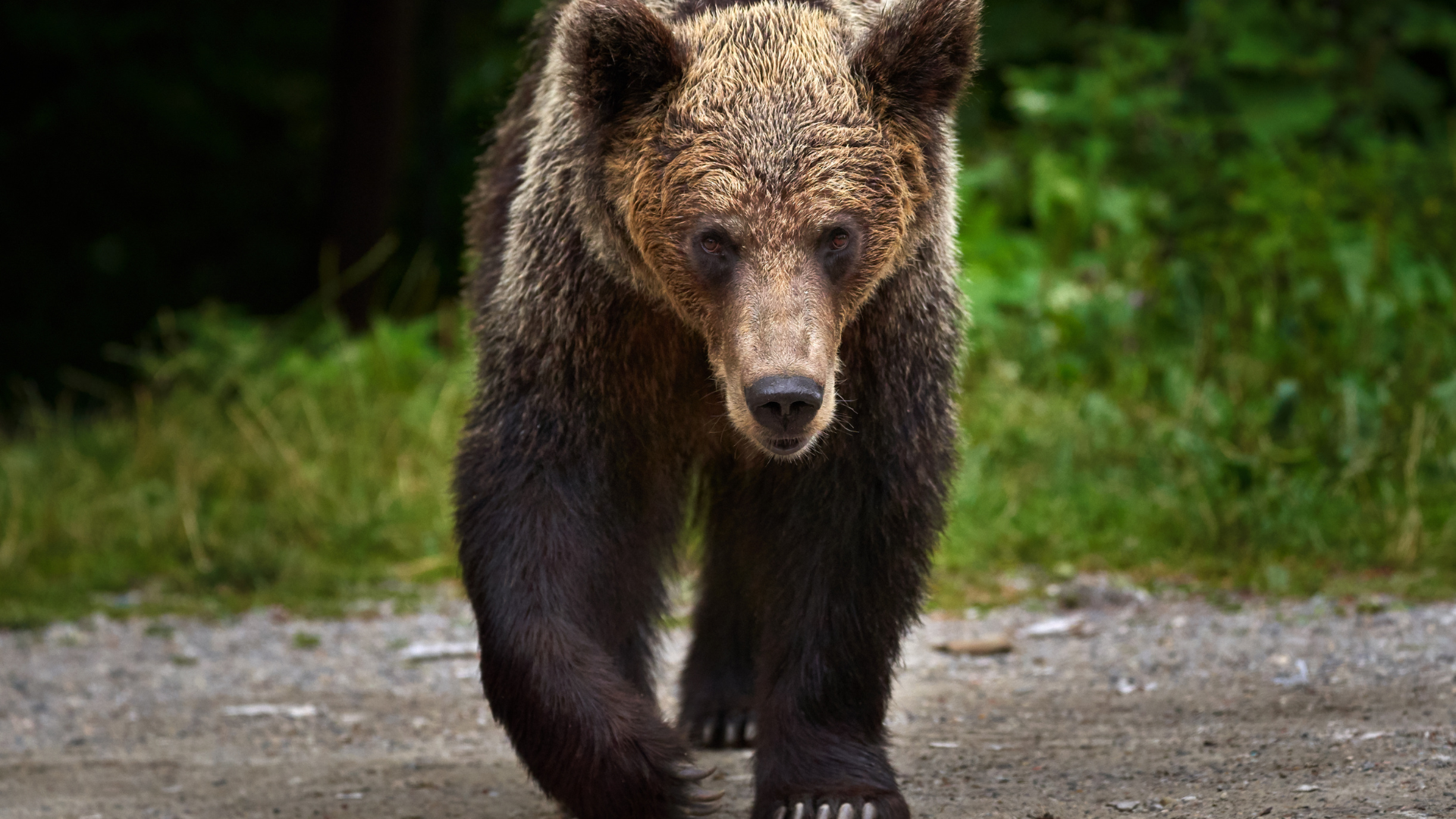 euronews.ro: Știri de ultimă oră, breaking news, #AllViews