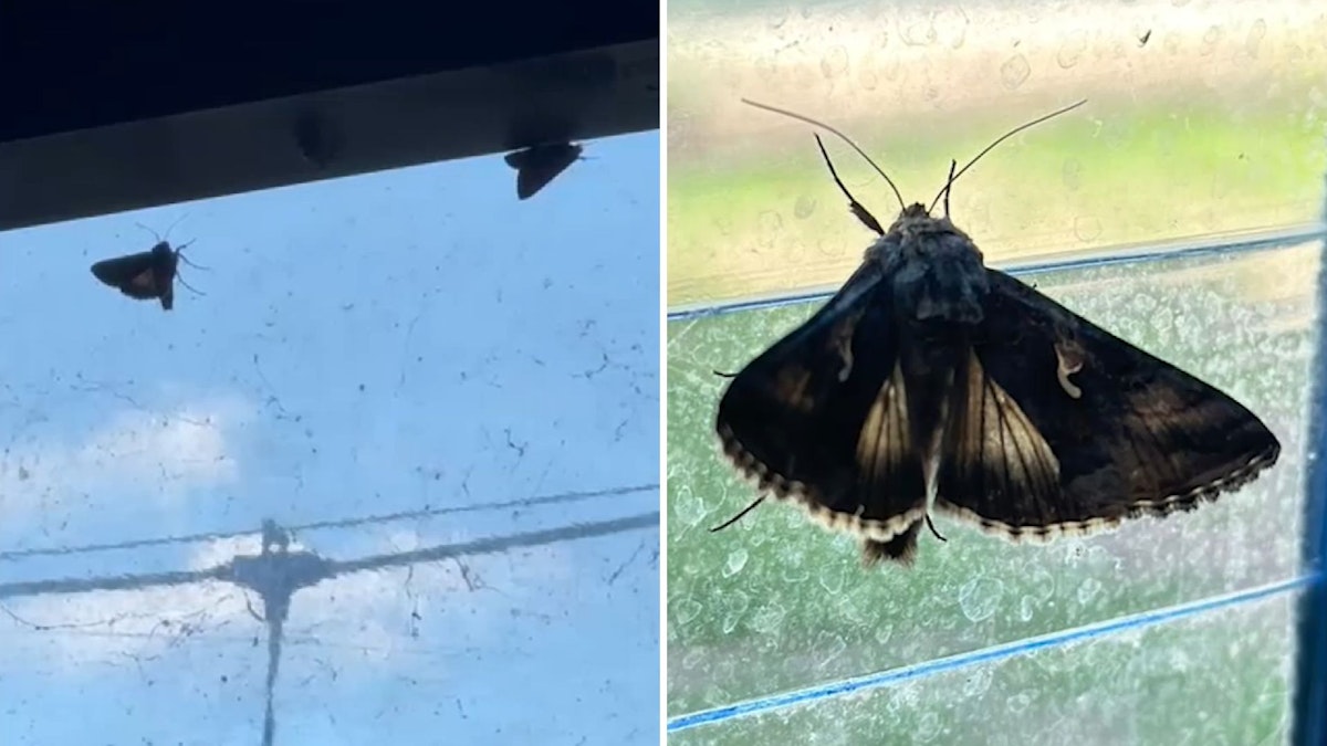 „Parcă ninge cu fluturi”. Bucureștiul, invadat de fluturi de noapte ...