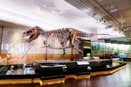 SUE The T Rex Field Museum SUE The T Rex Field Museum