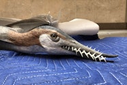 Meet The Pterosaur Flock Field Museum
