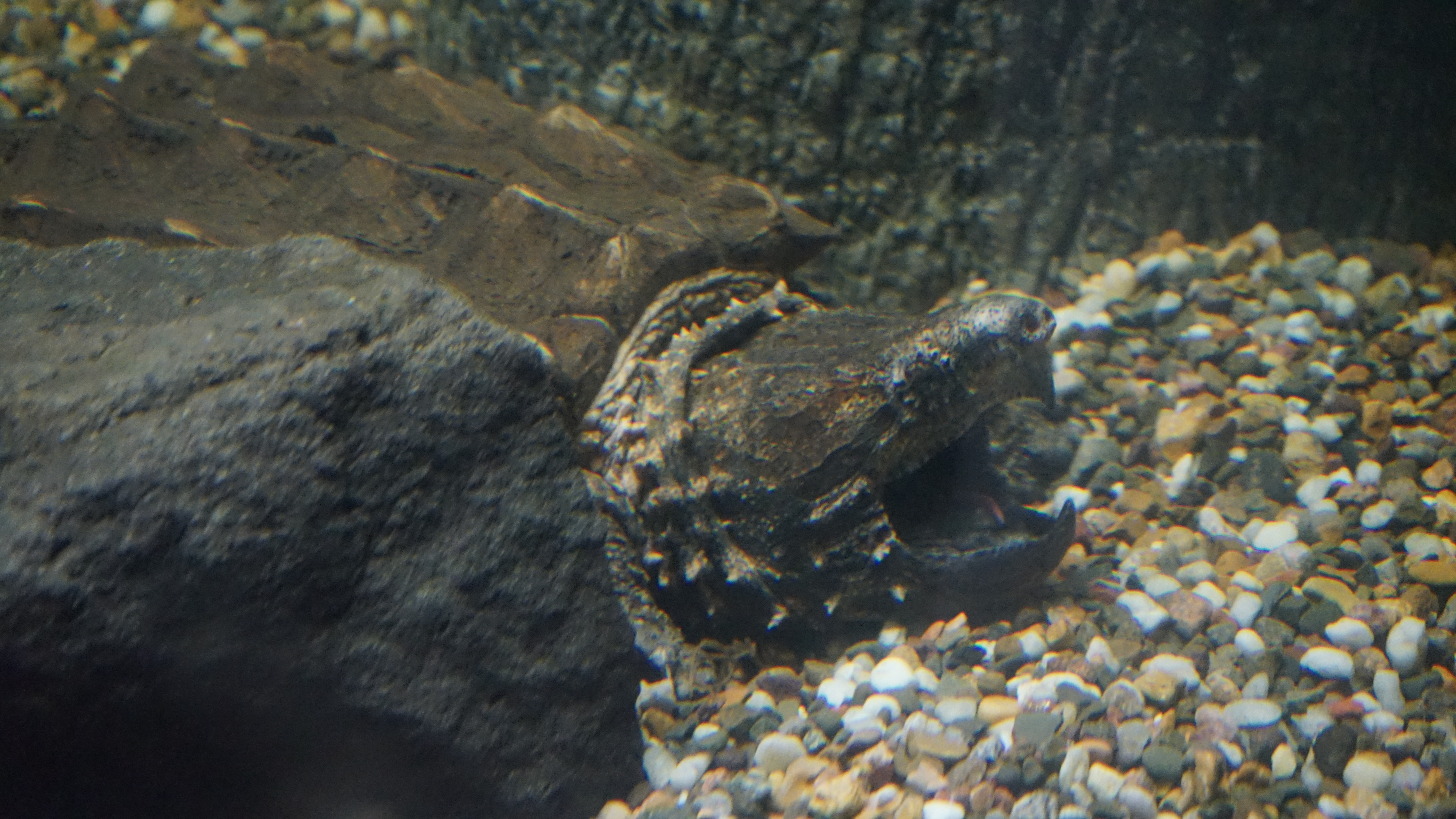 Meet (S)cute: Which Reptile Speaks Your Love Language? - Field Museum