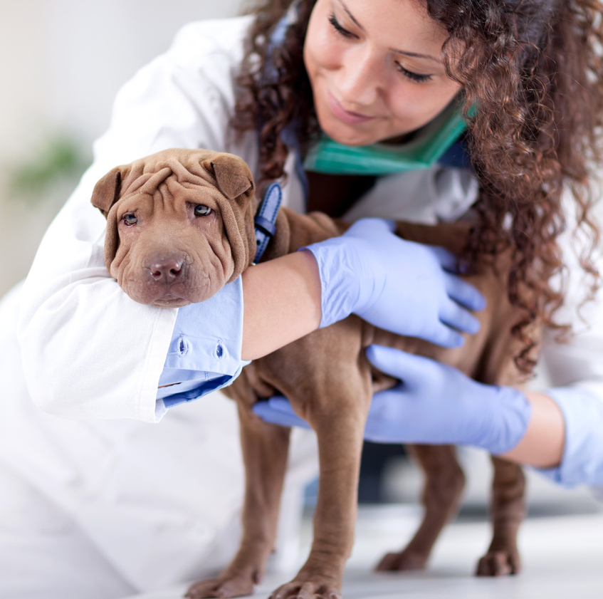 Veterinary Equipment Finance, Home Loans & More | Credabl