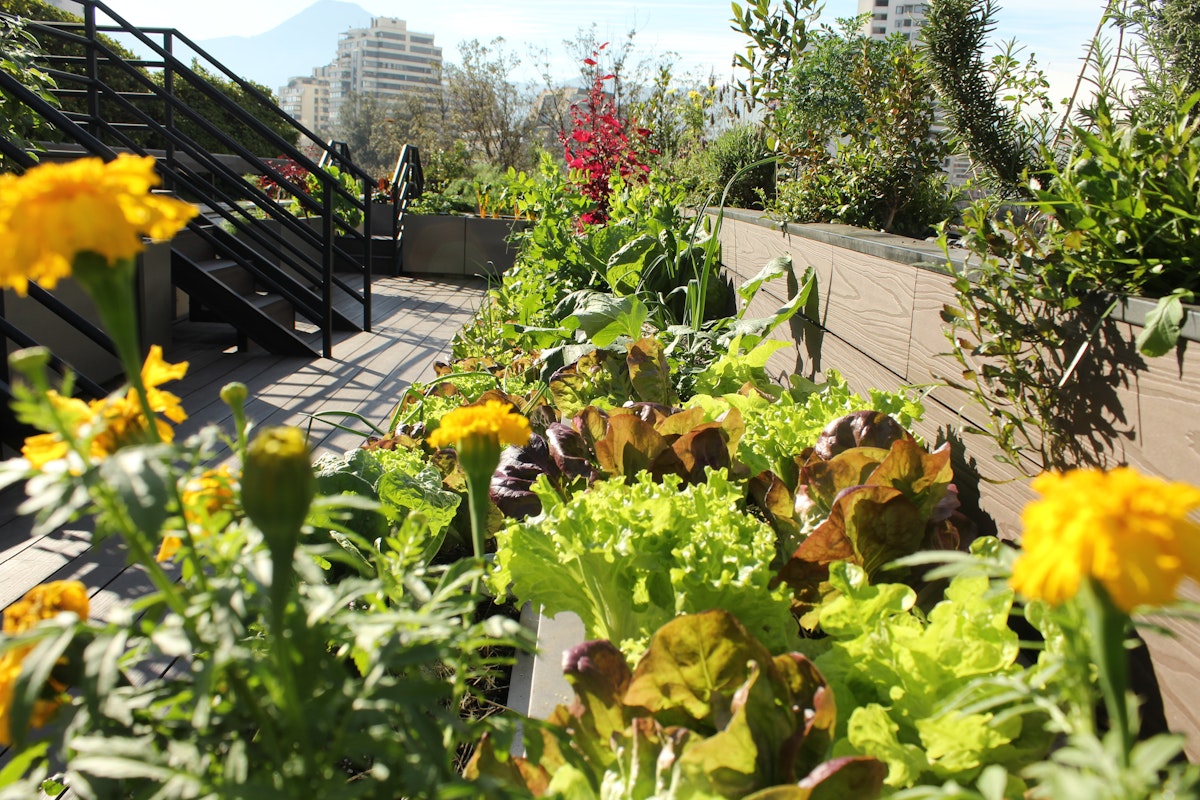 Azotea viva, el primer huerto sustentable en altura