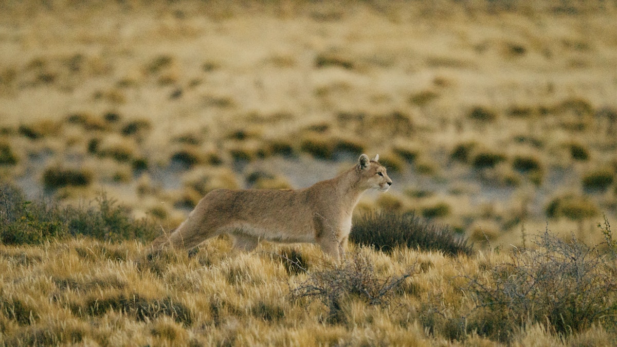 Christian Dior Parfums y WWF: una alianza por el puma en Chile