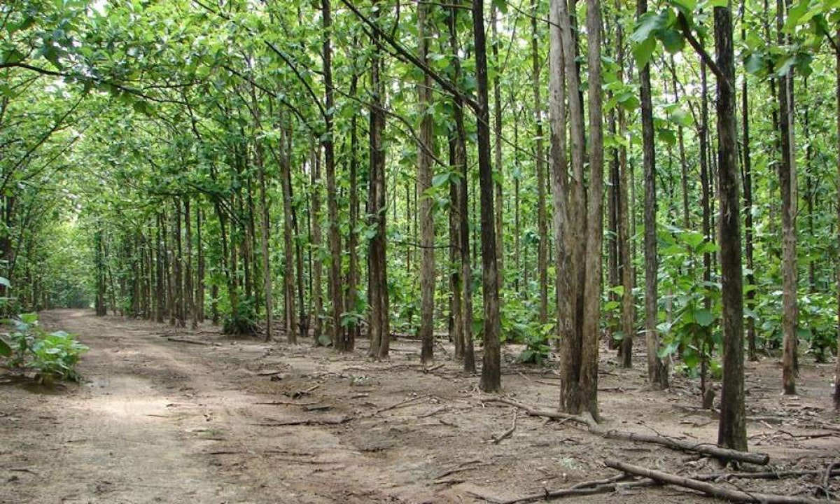 Trees for Life - Talking Teak