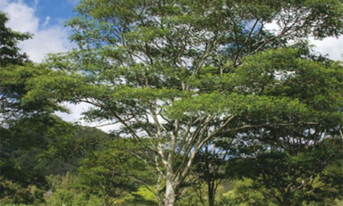 Trees for Life - Mapping Mahogany