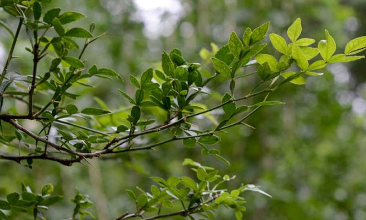 Why is the Vilva Leaf Dear to Shiva?