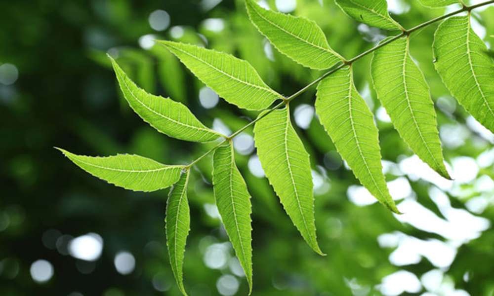 Neem Leaves 7 Amazing Benefits 6 Medicinal Uses Neem Leaves 7 Amazing Benefits 6 Medicinal Uses