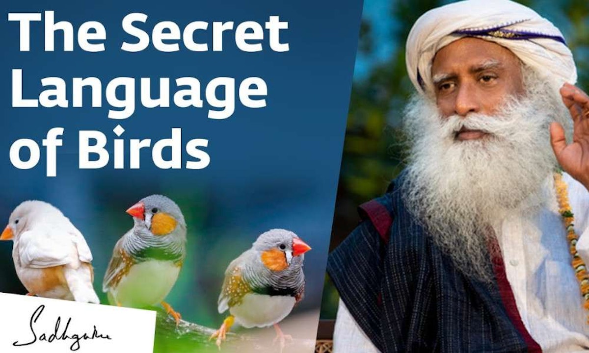 The Secret Language of Birds – Sadhguru Exclusive Preview