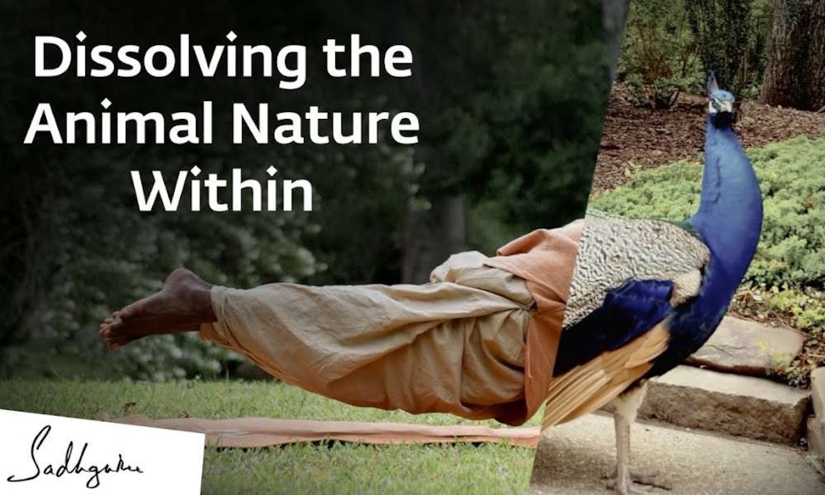Dissolving the Animal Nature Within | International Day Of Yoga