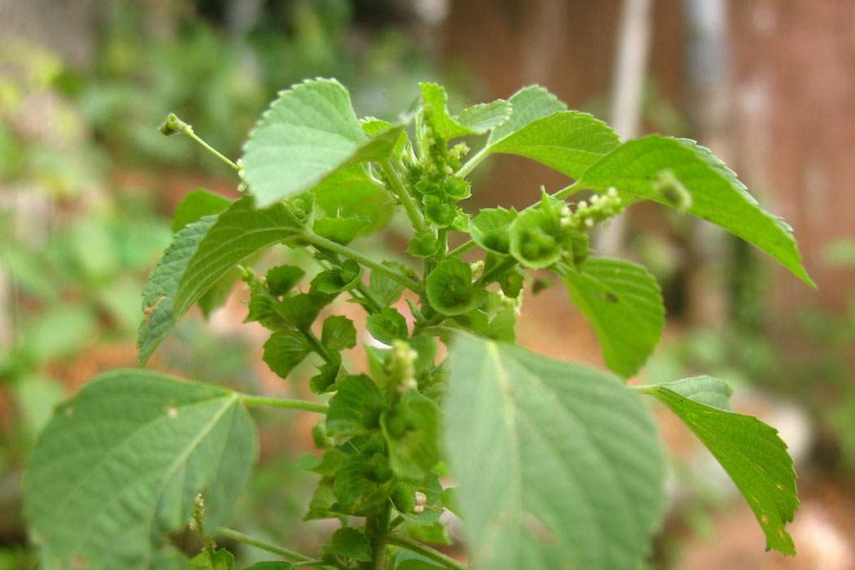 குப்பைமேனி கொடுக்கும் மேனி ஆரோக்கியம்! (Kuppaimeni Uses in Tamil)