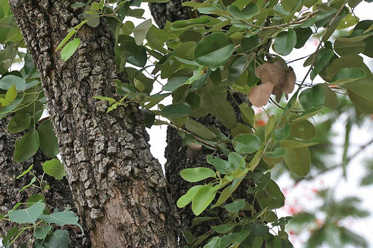 செம்மரங்கள்... வெட்டுவதற்கல்ல, வளர்ப்பதற்கு!