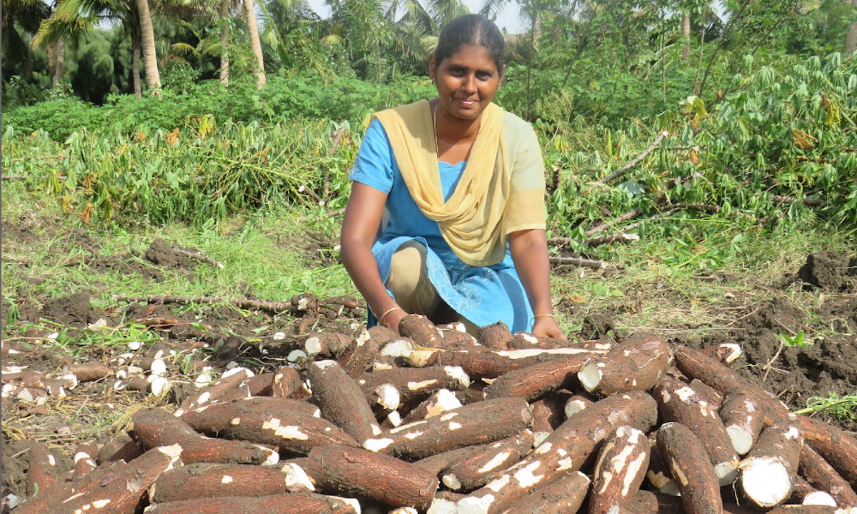 ஒரு பெண்மணியால் உருவாகும் இயற்கை விவசாய நெல்மணிகள்! | Isha Tamil Blog