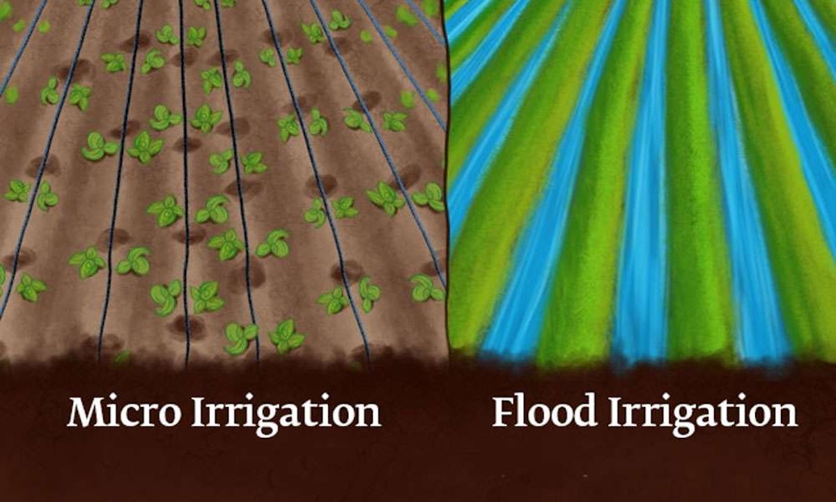 Why Micro-Irrigation Is Better Than Flood Irrigation