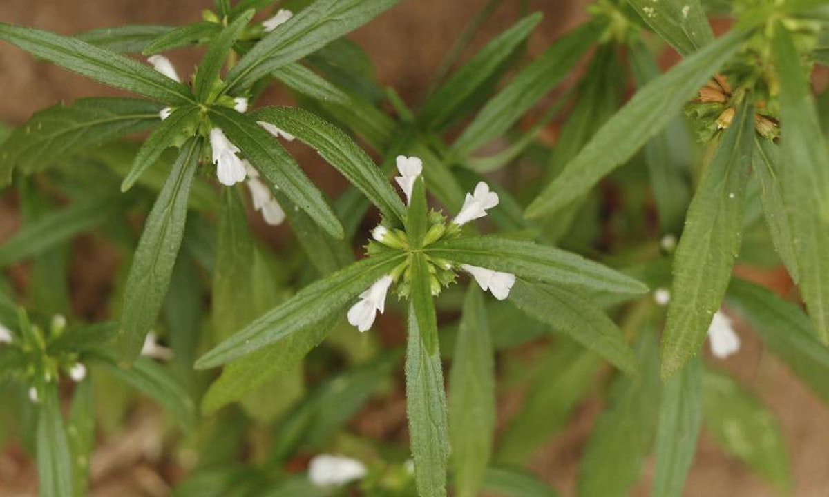 Thumbai Poo Benefits in Tamil - தும்பை இருந்தால் நோய்கள் தூரப் போகும்!