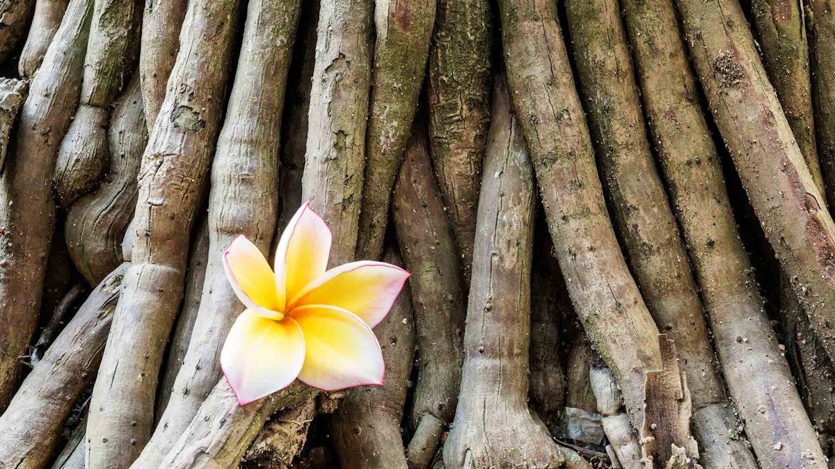 Allowing the Feminine to Flower