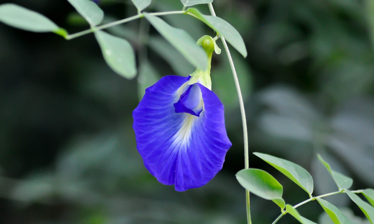 Sangu Poo Benefits in Tamil – சங்குப்பூ பயன்கள்