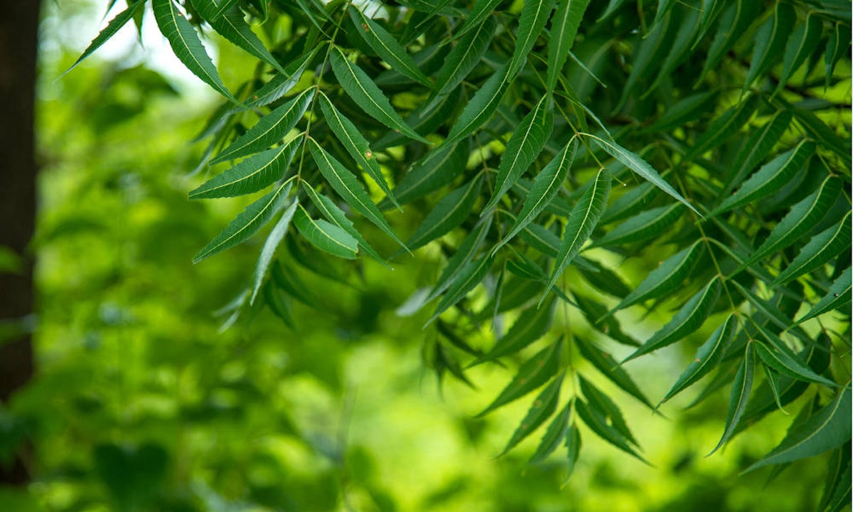 வேப்பிலை பயன்கள் (Veppilai Benefits in Tamil), வேப்ப எண்ணெய் பயன்கள்