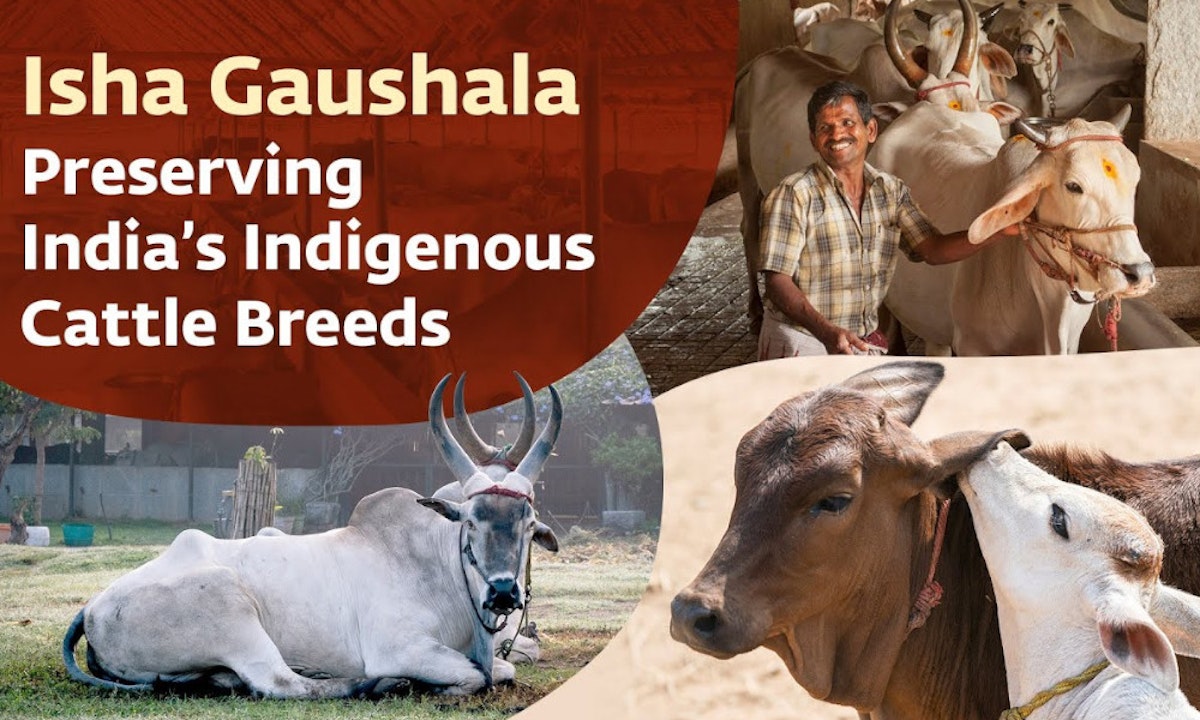 Preserving Tradition and Nurturing Life: The Bullock Cart Service at ...