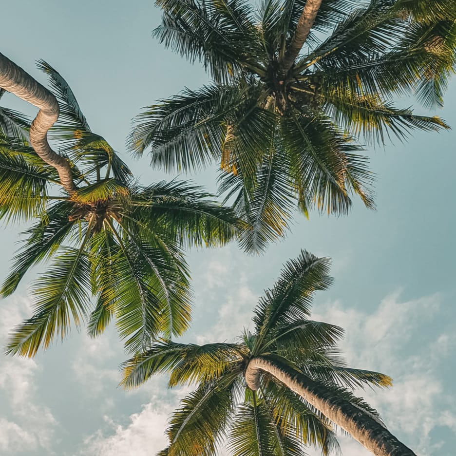 Plastic Surgery in Honolulu, Hawaii | Dr. Shim Ching