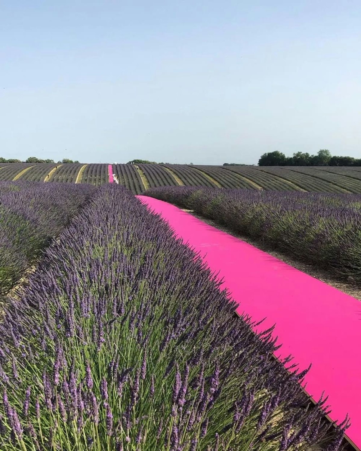 Lavanda: quais são os 5 principais benefícios para sua vida?