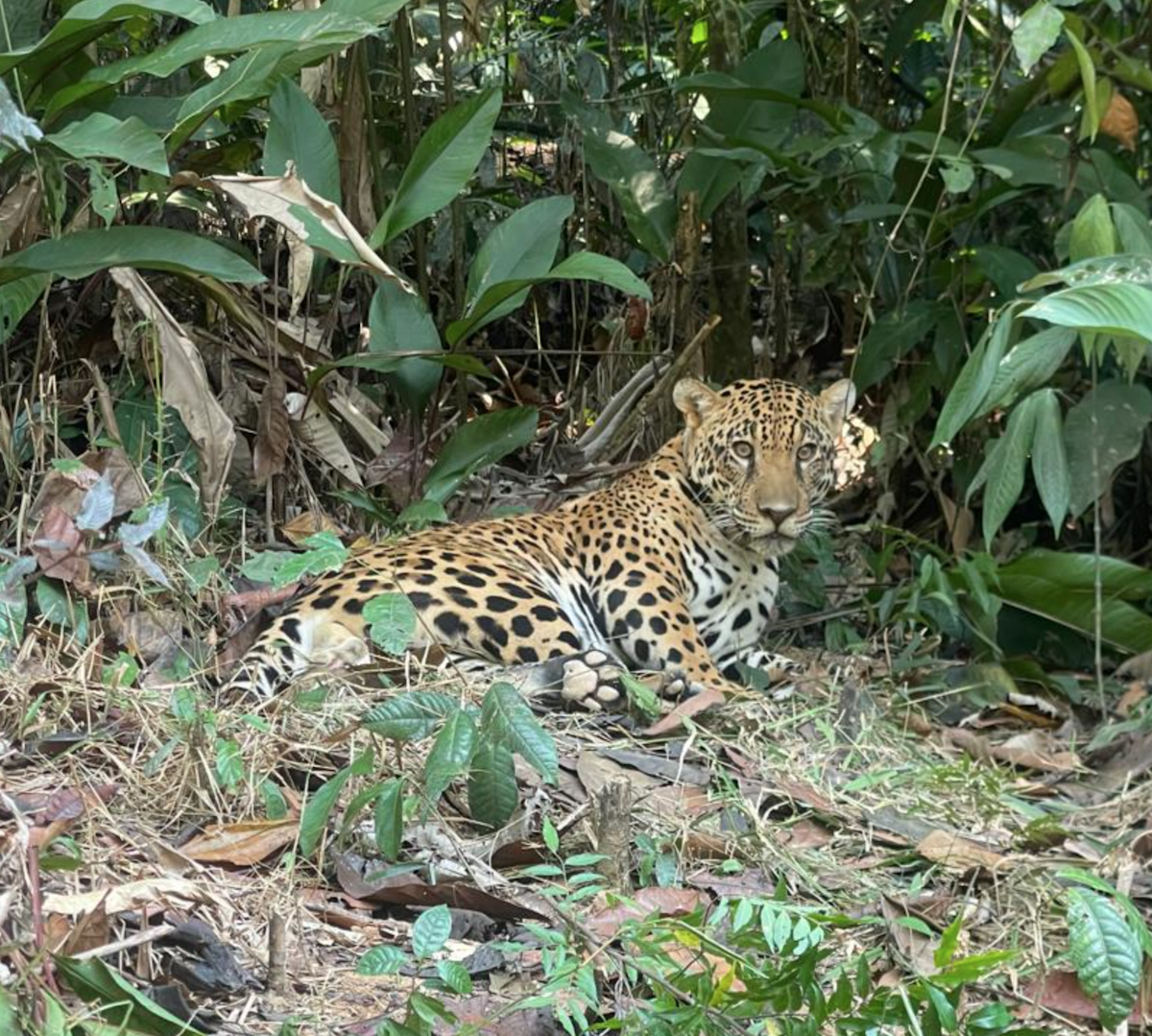 Onça-pintada macho é reintroduzida na Amazônia