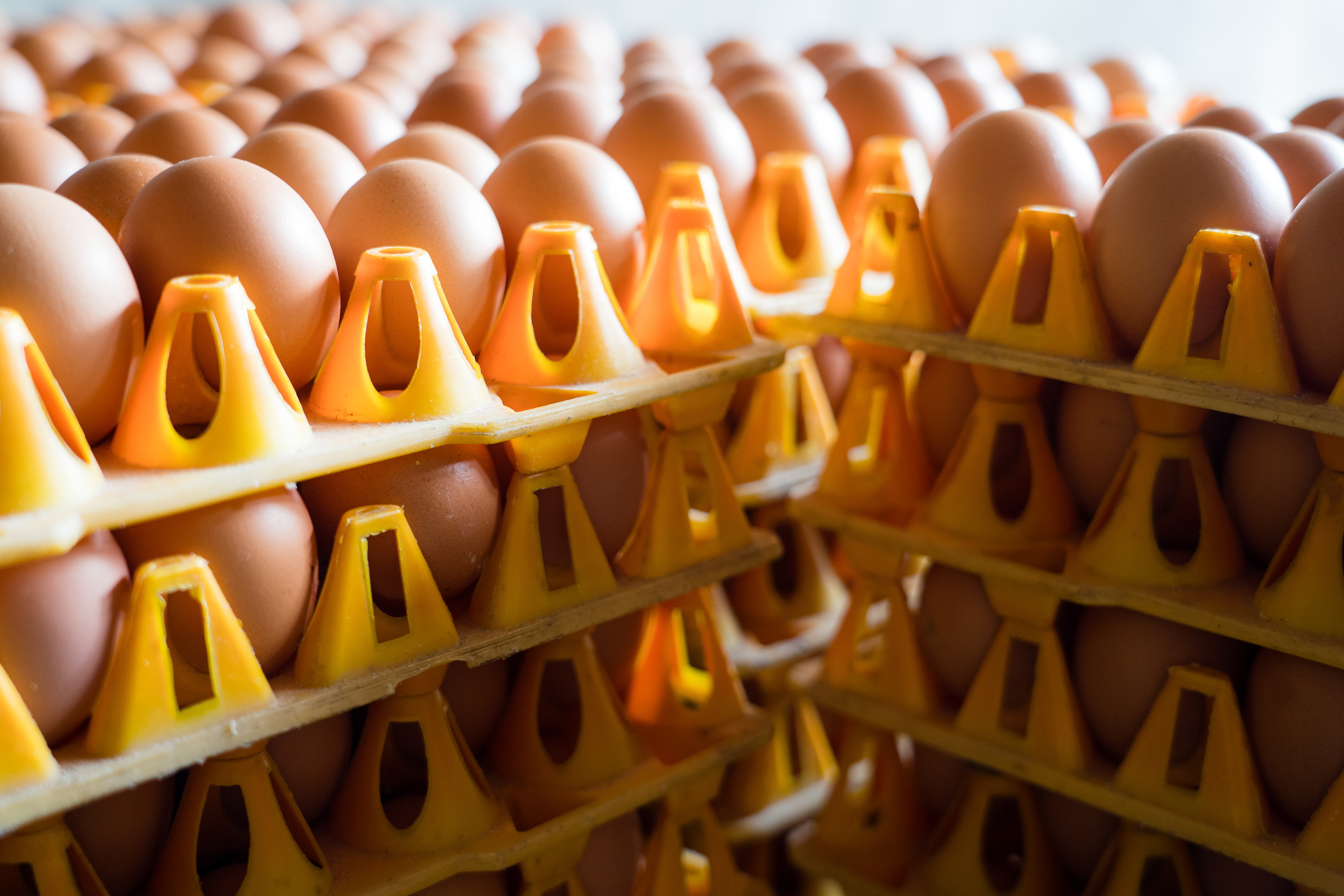 Egg Proteins As Future Treatments