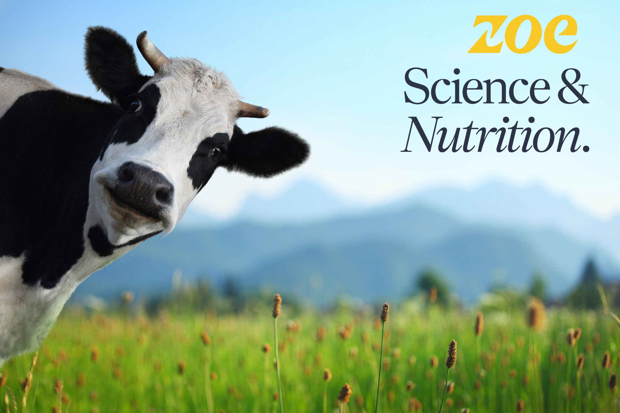 ZOE Podcast: Is Dairy Good or Bad for You?