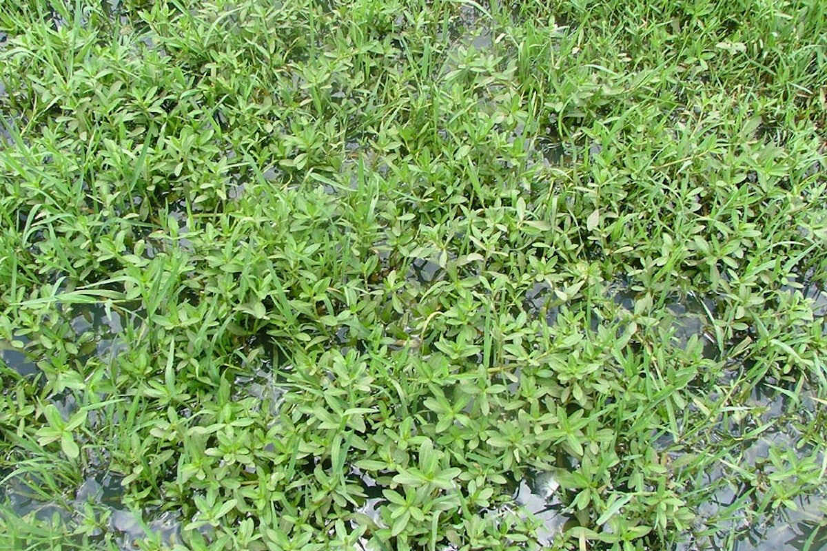 Alligator weed