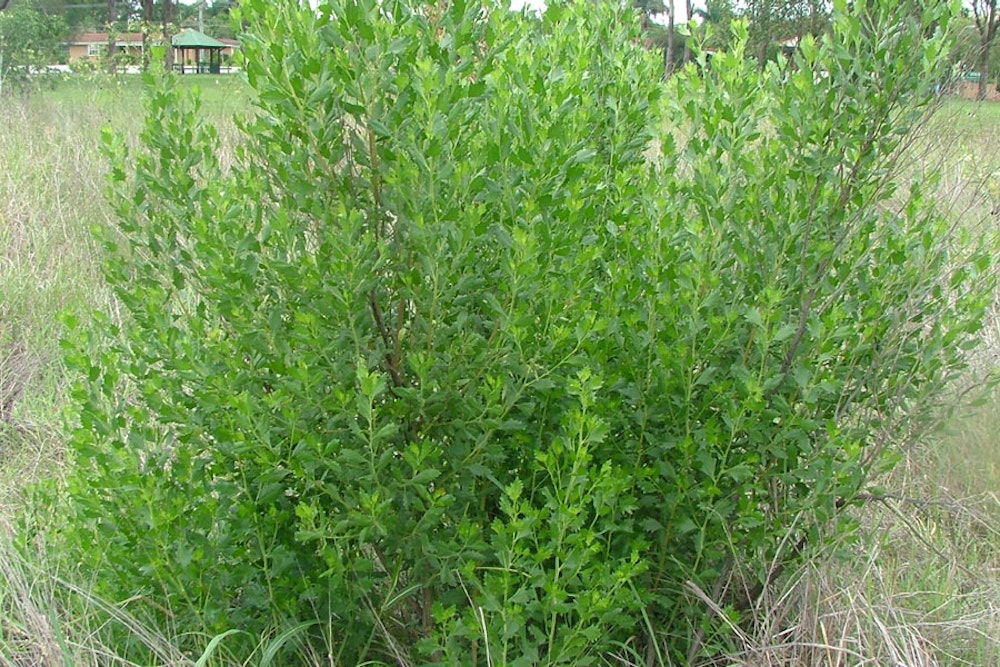 Groundsel bush
