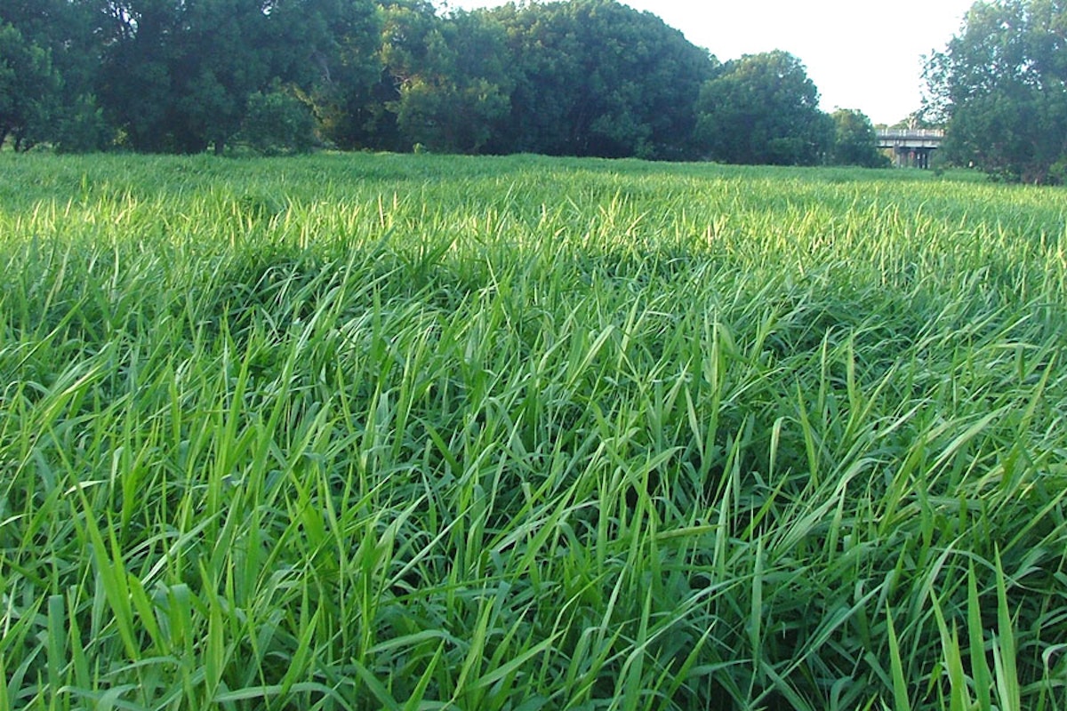 Para grass