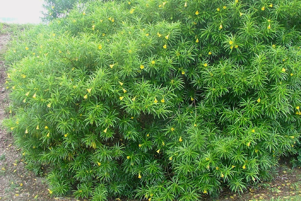 Yellow oleander