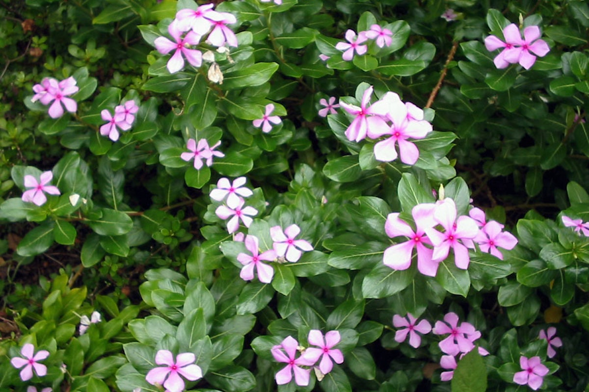 Pink periwinkle