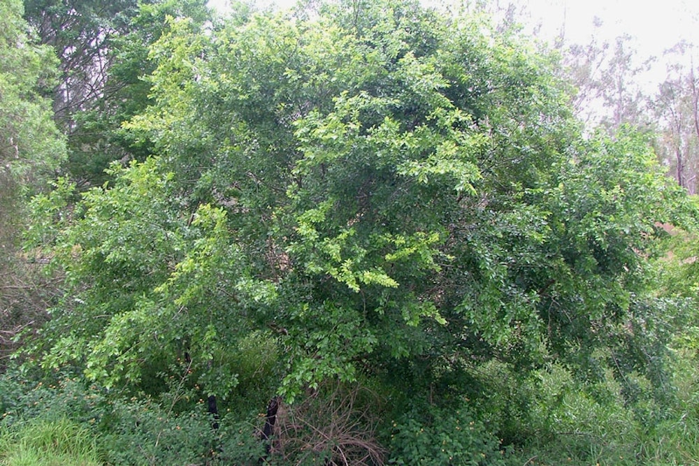 Chinese celtis