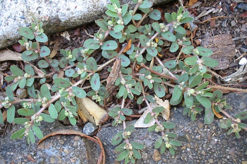 Spotted spurge