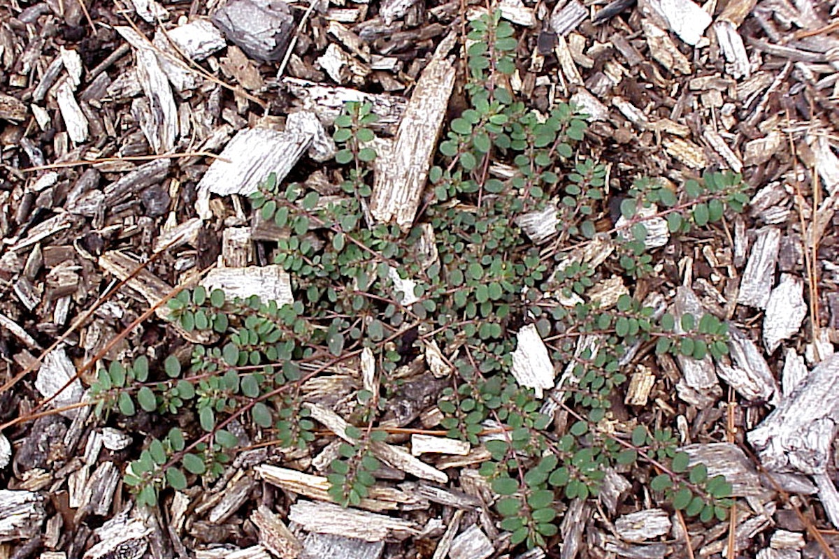Red caustic weed