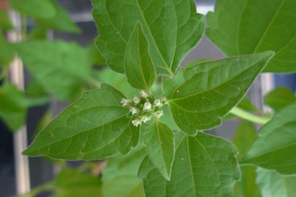 Siam weed