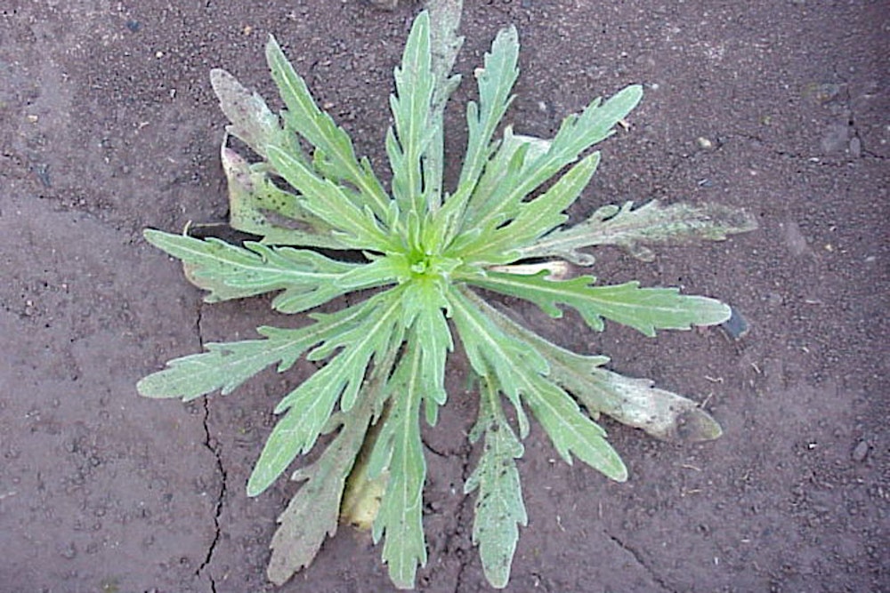 Flaxleaf fleabane