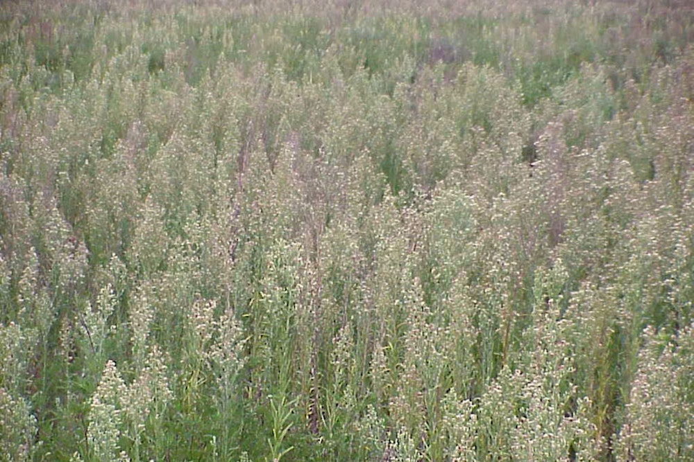 Tall fleabane
