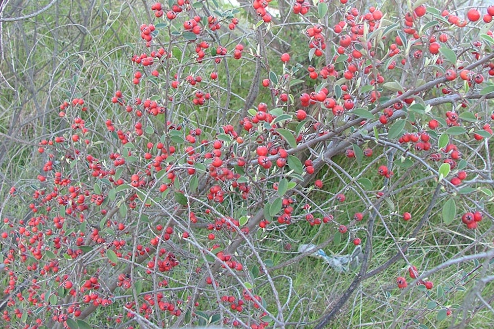 Silver-leaved cotoneaster