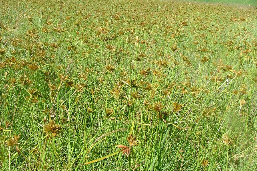 Bunchy Sedge