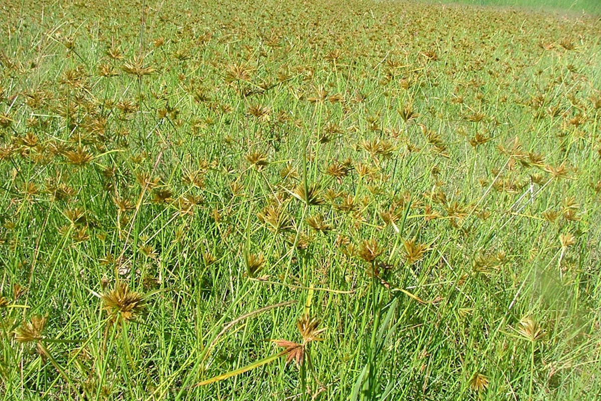 Bunchy Sedge