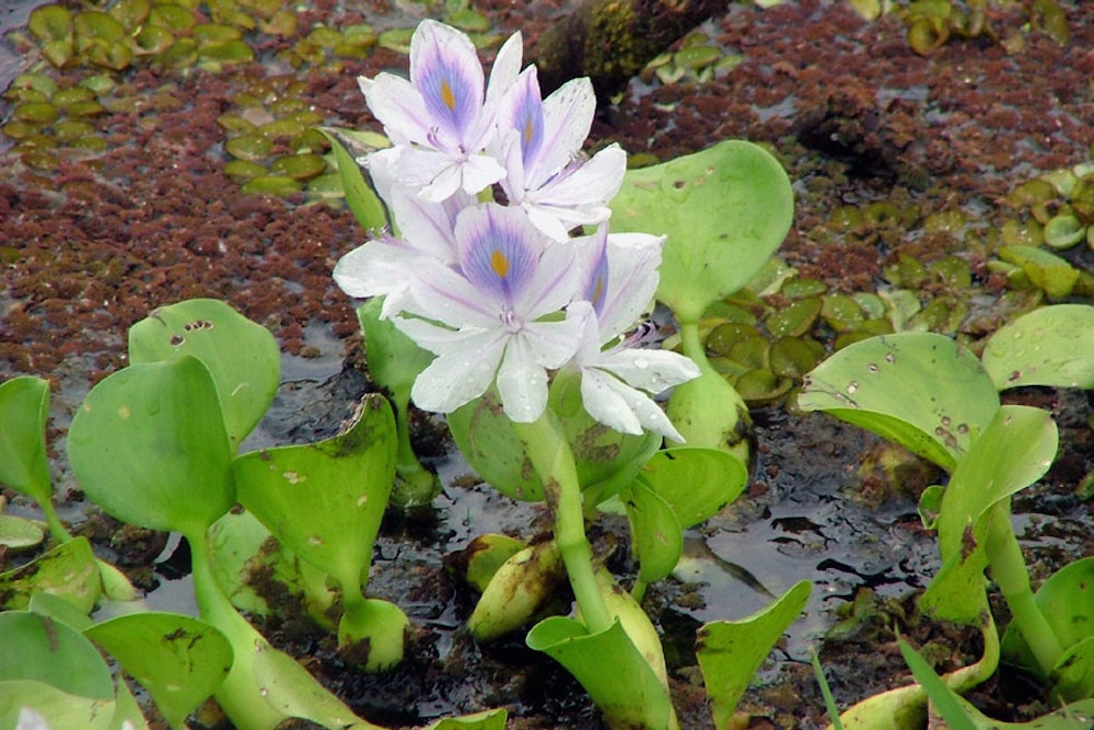 Water hyacinth